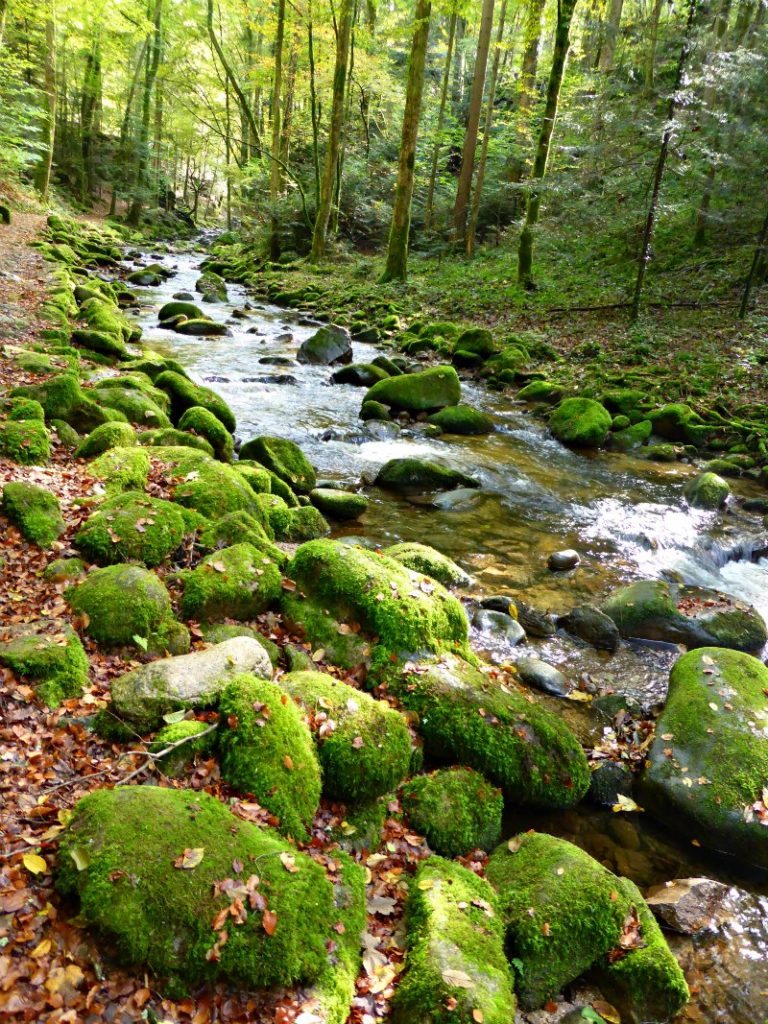 10 Wanderungen im Nordschwarzwald: Einfach mal durchatmen